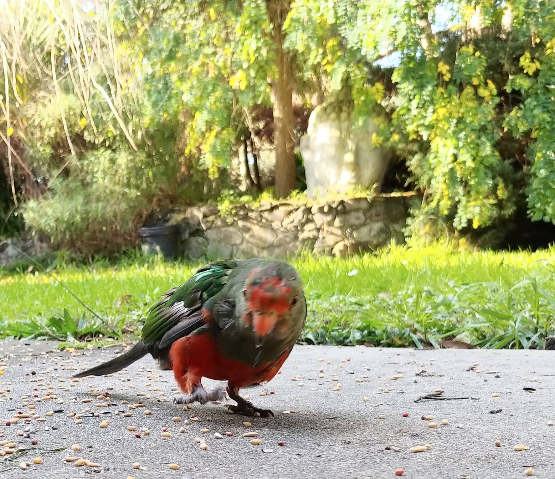 Animal hospice care – Unhurried